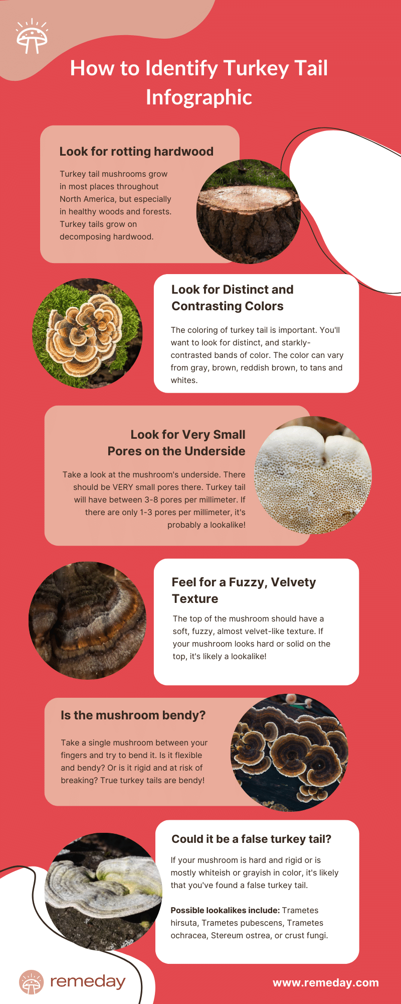 How to Identify Turkey Tail Mushroom vs False Turkey Tail | Guide With ...
