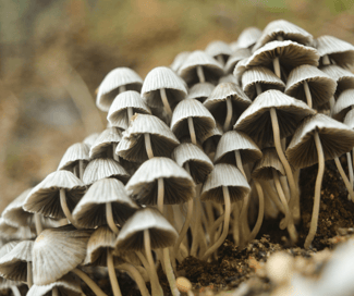 Understanding Mushroom Anatomy: Beginner's Guide