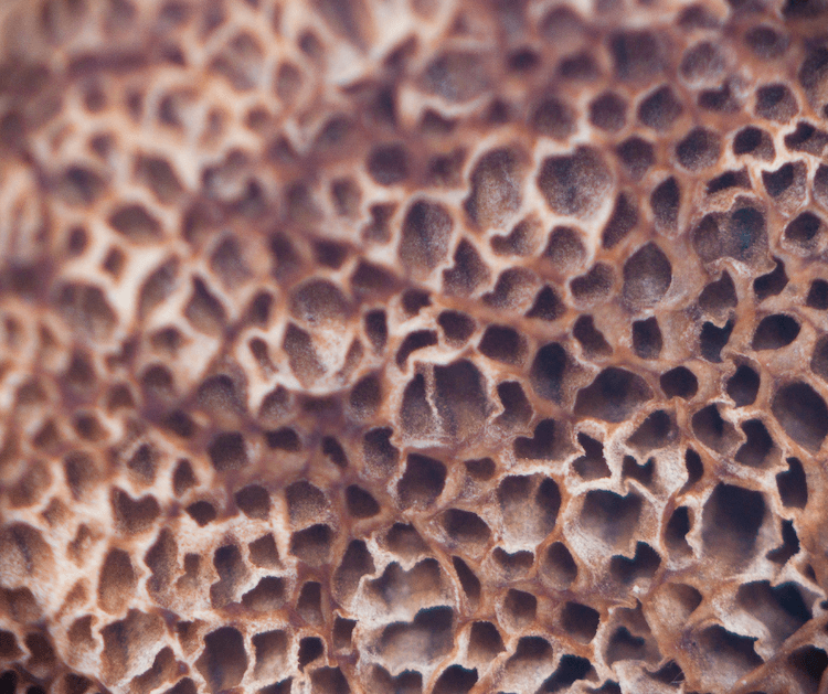 Understanding Mushroom Anatomy: Beginner's Guide