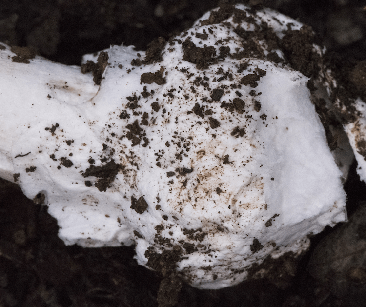 Understanding Mushroom Anatomy: Beginner's Guide