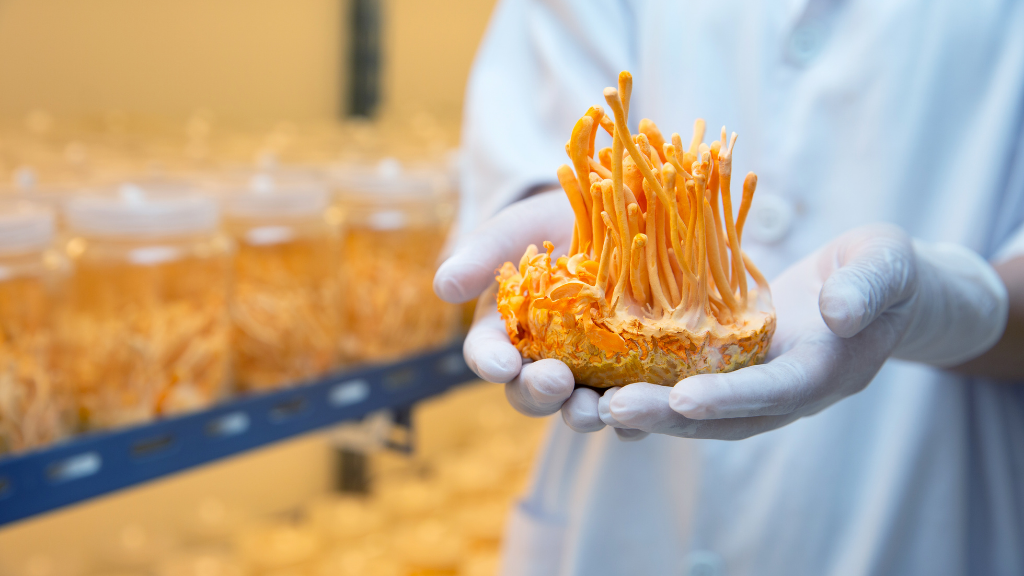 Cordyceps Sinensis vs Militaris: The Benefits & Differences