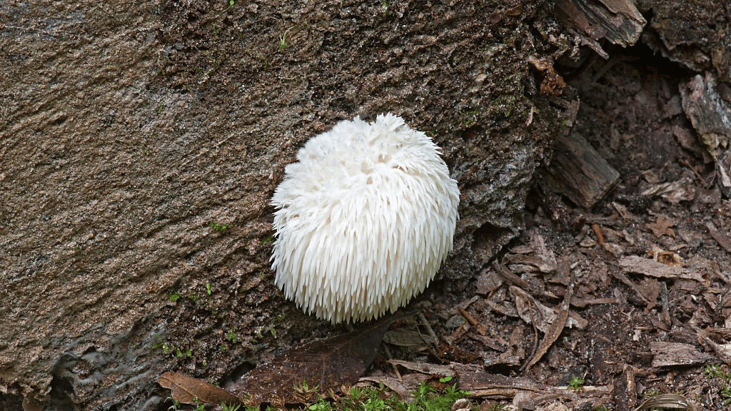 How to Use Lion's Mane for ADHD | The Science-Backed Guide