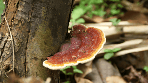 How to Use Reishi for Improved Sleep [What Science Says]