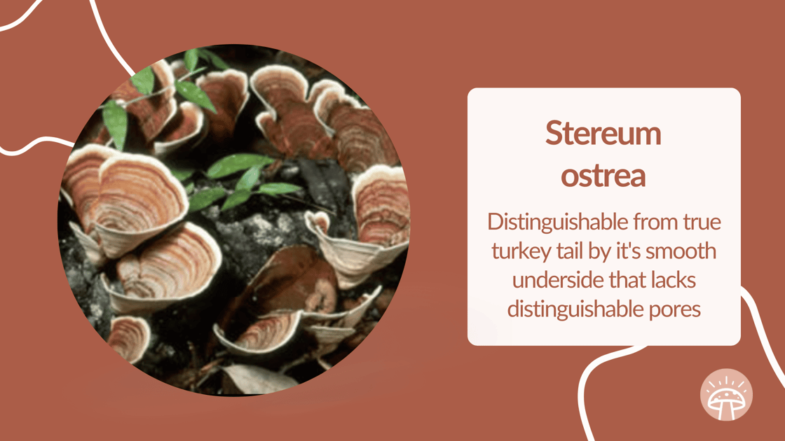 How to Identify Turkey Tail Mushroom vs False Turkey Tail | Guide With ...