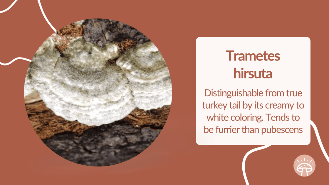 How to Identify Turkey Tail Mushroom vs False Turkey Tail | Guide With ...