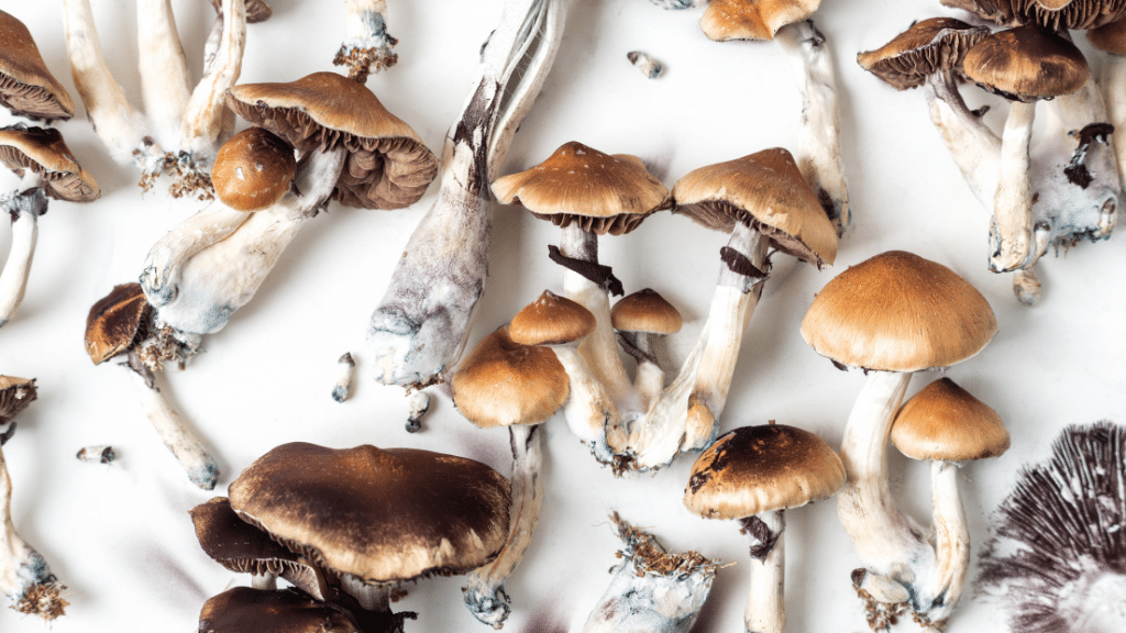 Psilocybin Therapy: What It Is and Where It’s Currently Available