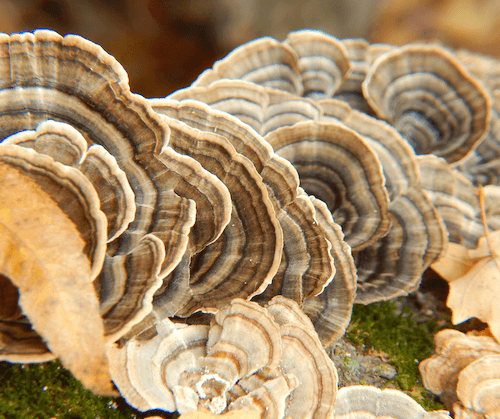 Your Guide to Taking Turkey Tail Mushroom Supplements