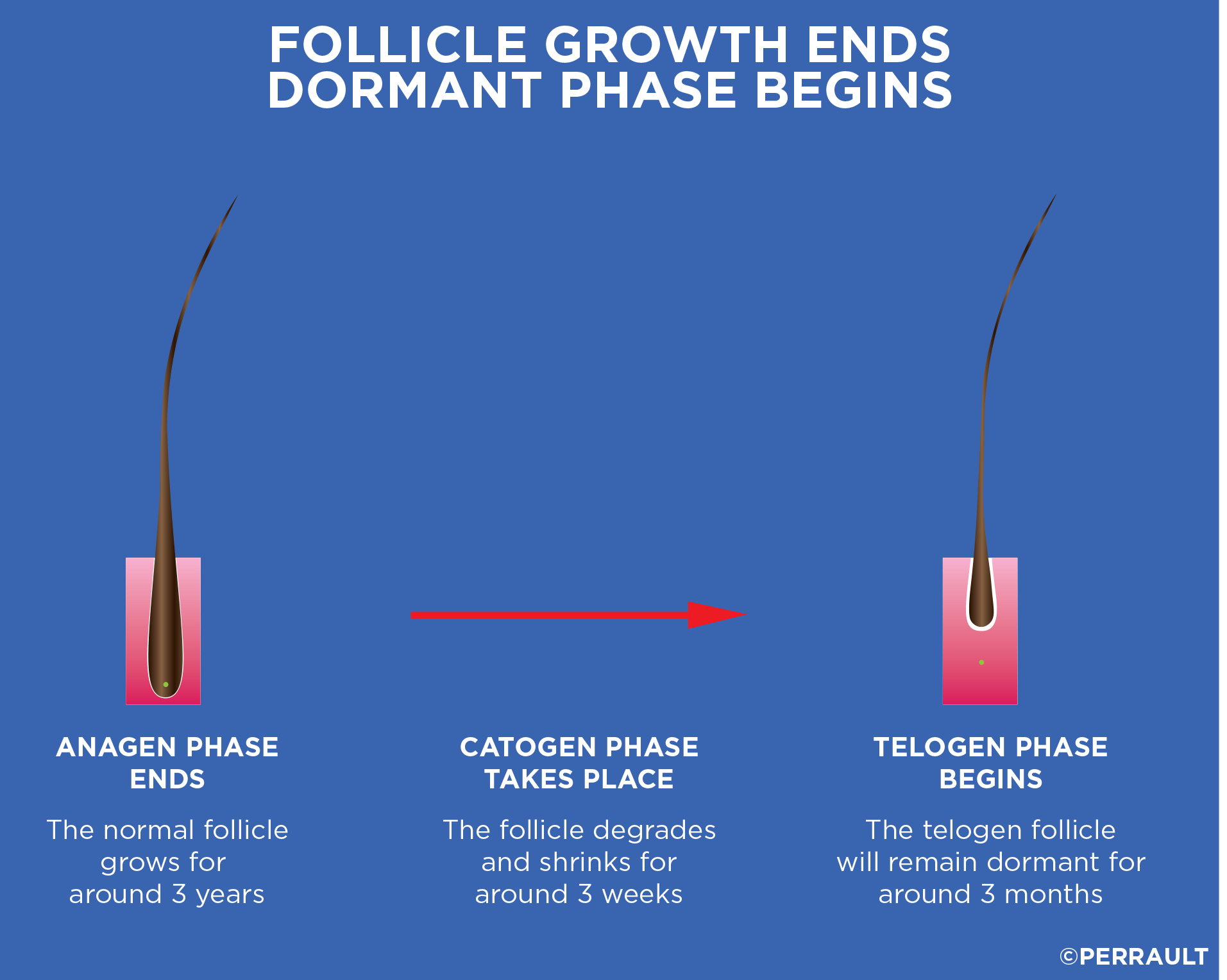 How to Take Lion's Mane for Hair Loss | The Science-Backed Guide