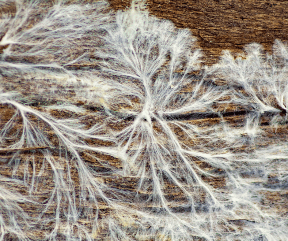 Understanding the Mushroom Life Cycle: Mycelium vs Fruiting Body