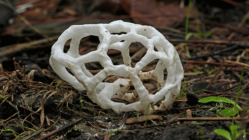 23 of the Weirdest Looking Mushrooms You've Ever Seen