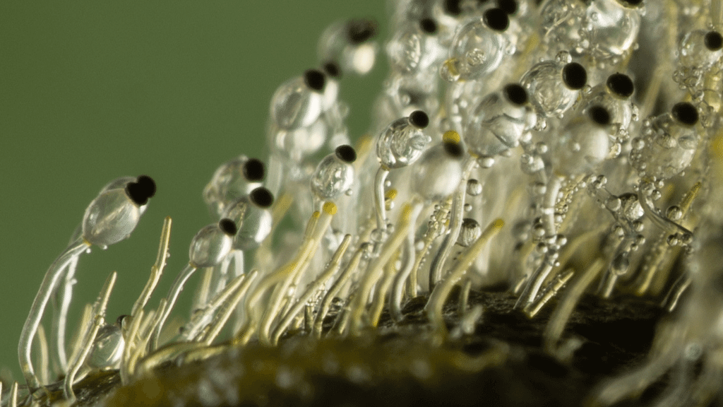 23 of the Weirdest Looking Mushrooms You've Ever Seen